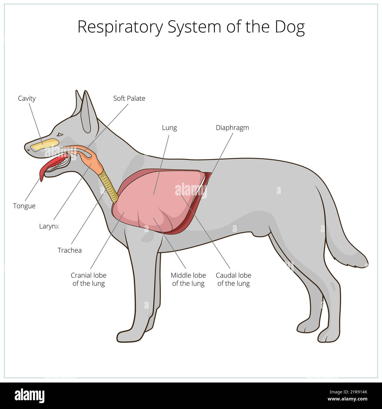 Dog respiratory system hi-res stock photography and images - Alamy