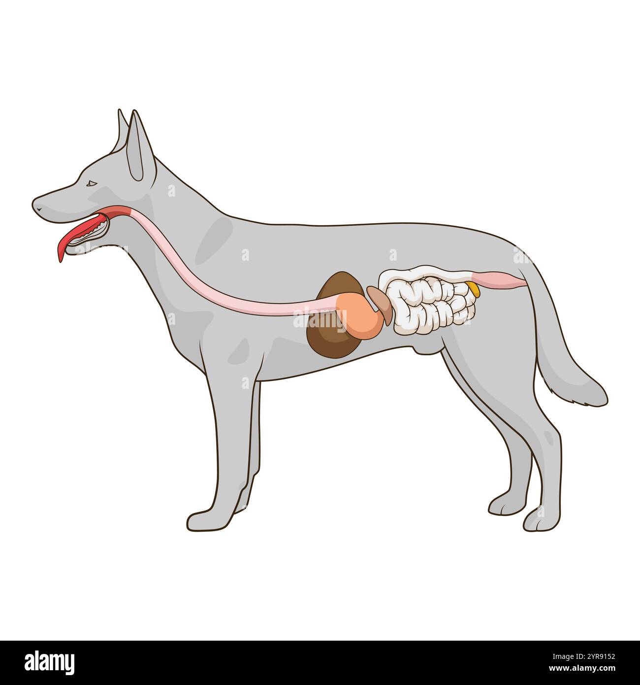 Dog digestive system Stock Vector Images - Alamy