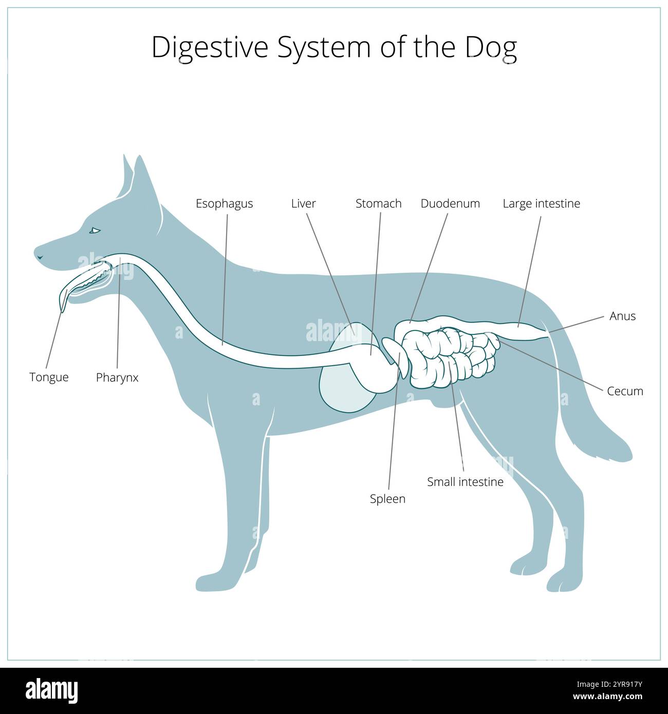 Digestive system vector hi-res stock photography and images - Alamy