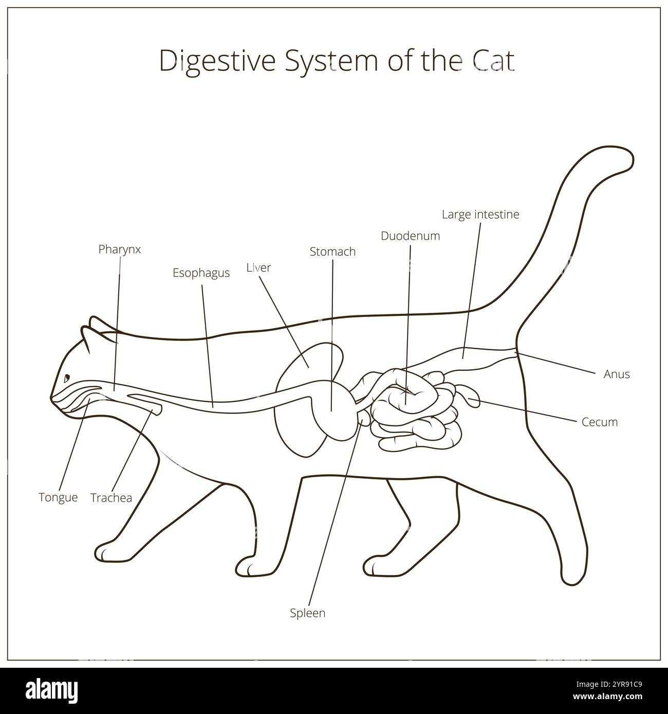Digestive system vector hi-res stock photography and images - Alamy