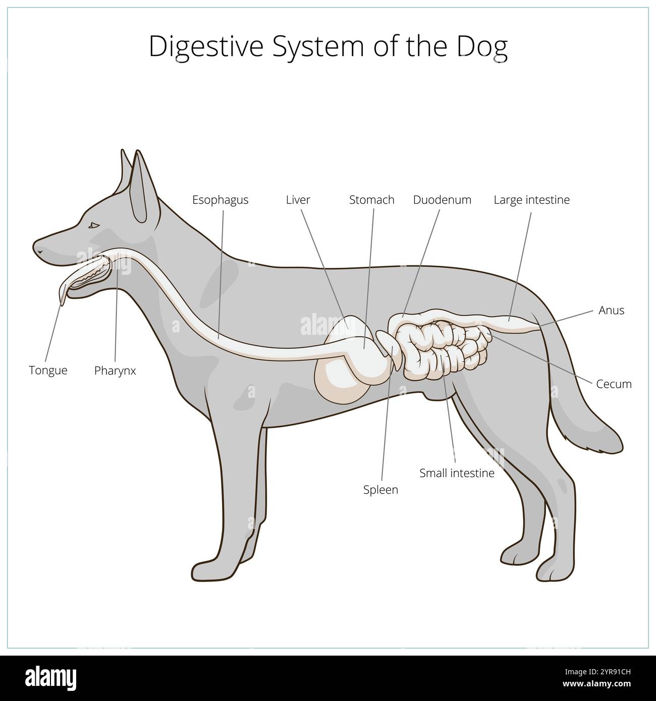 Digestive system of the dog vector illustration Stock Vector Image ...