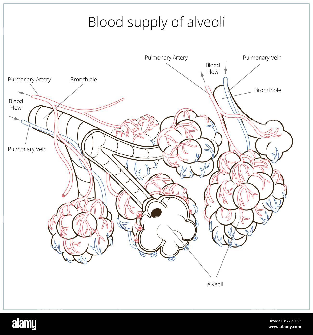 Lung bronchiole alveoli Cut Out Stock Images & Pictures - Alamy