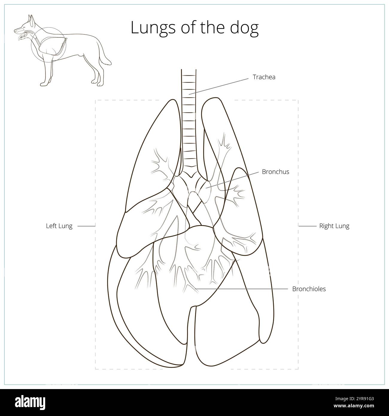 Dog internal organs anatomy anatomy Stock Vector Images - Alamy