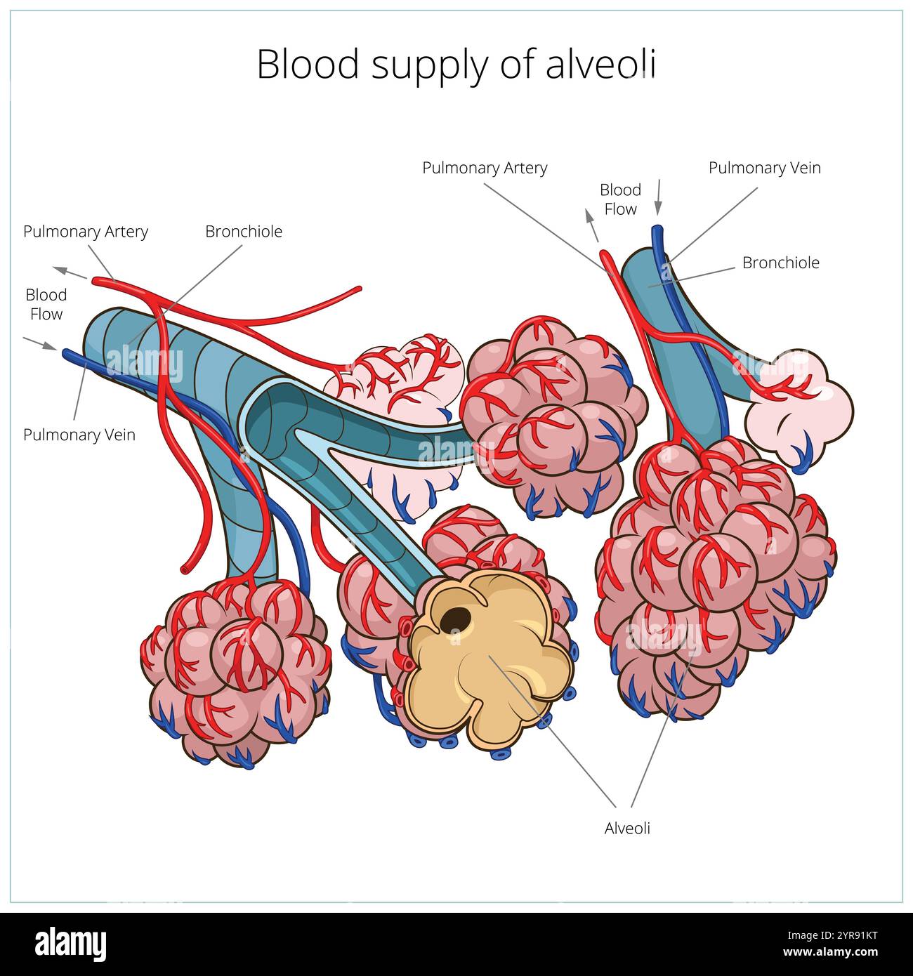 Lung bronchiole alveoli Cut Out Stock Images & Pictures - Alamy