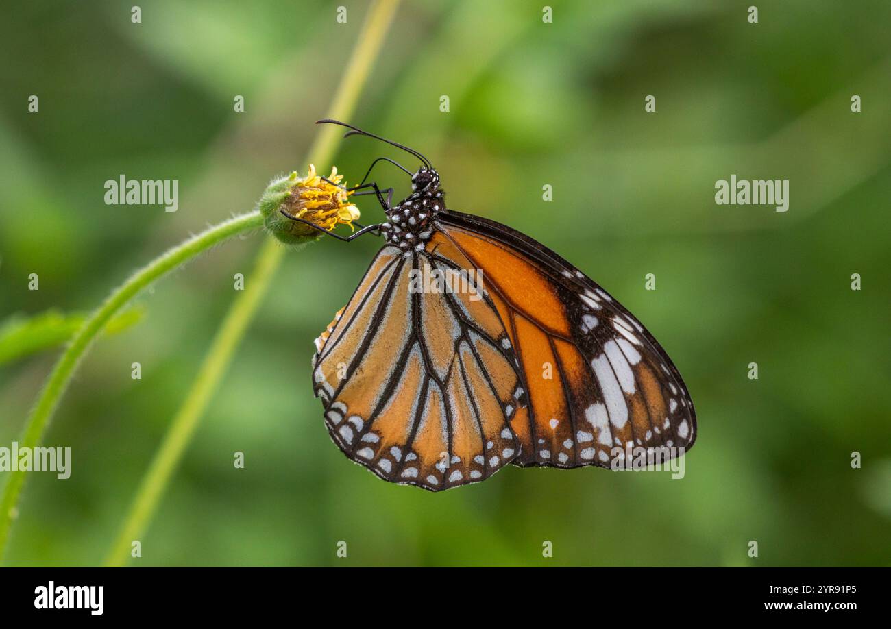Danaus genutia Common tiger butterfly Stock Photo - Alamy