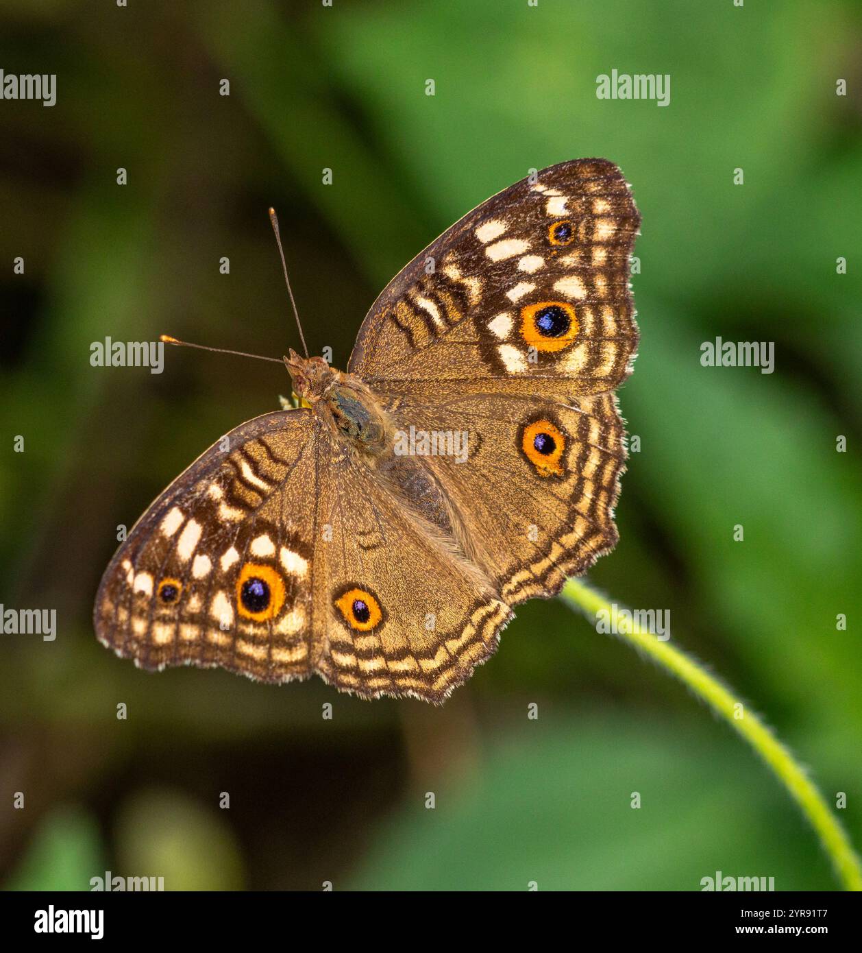 Lemon Pansy [Junonia lemonias ] Stock Photo - Alamy