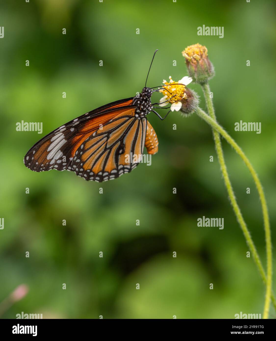 Danaus genutia Common tiger butterfly Stock Photo - Alamy