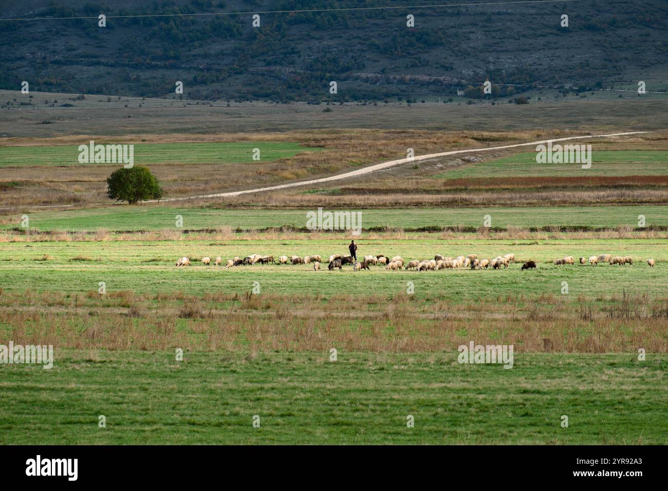 rural landscape with shepherd and sheep in light between Drvar and ...
