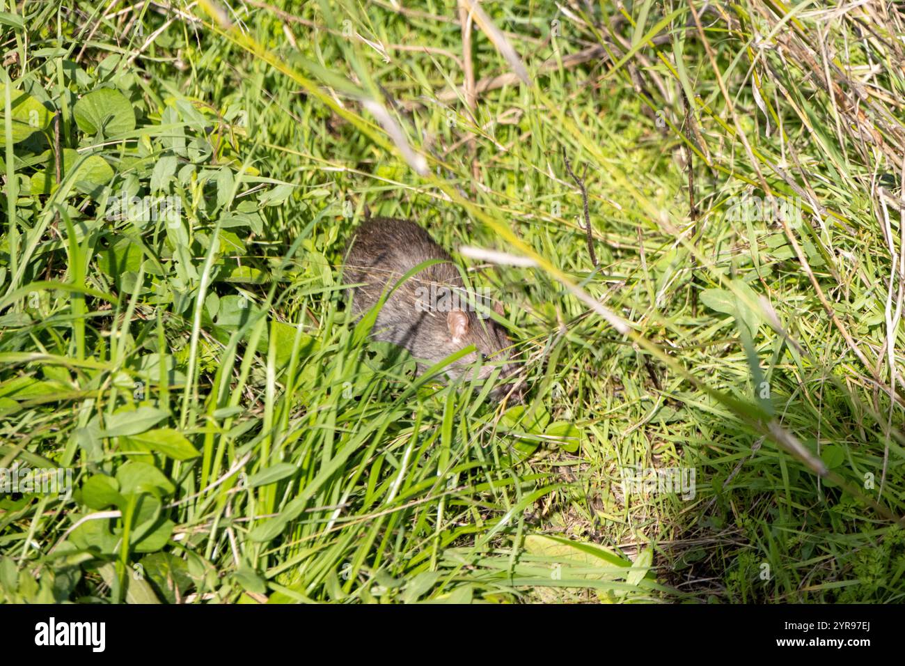 Rathus norvegicus hi-res stock photography and images - Alamy