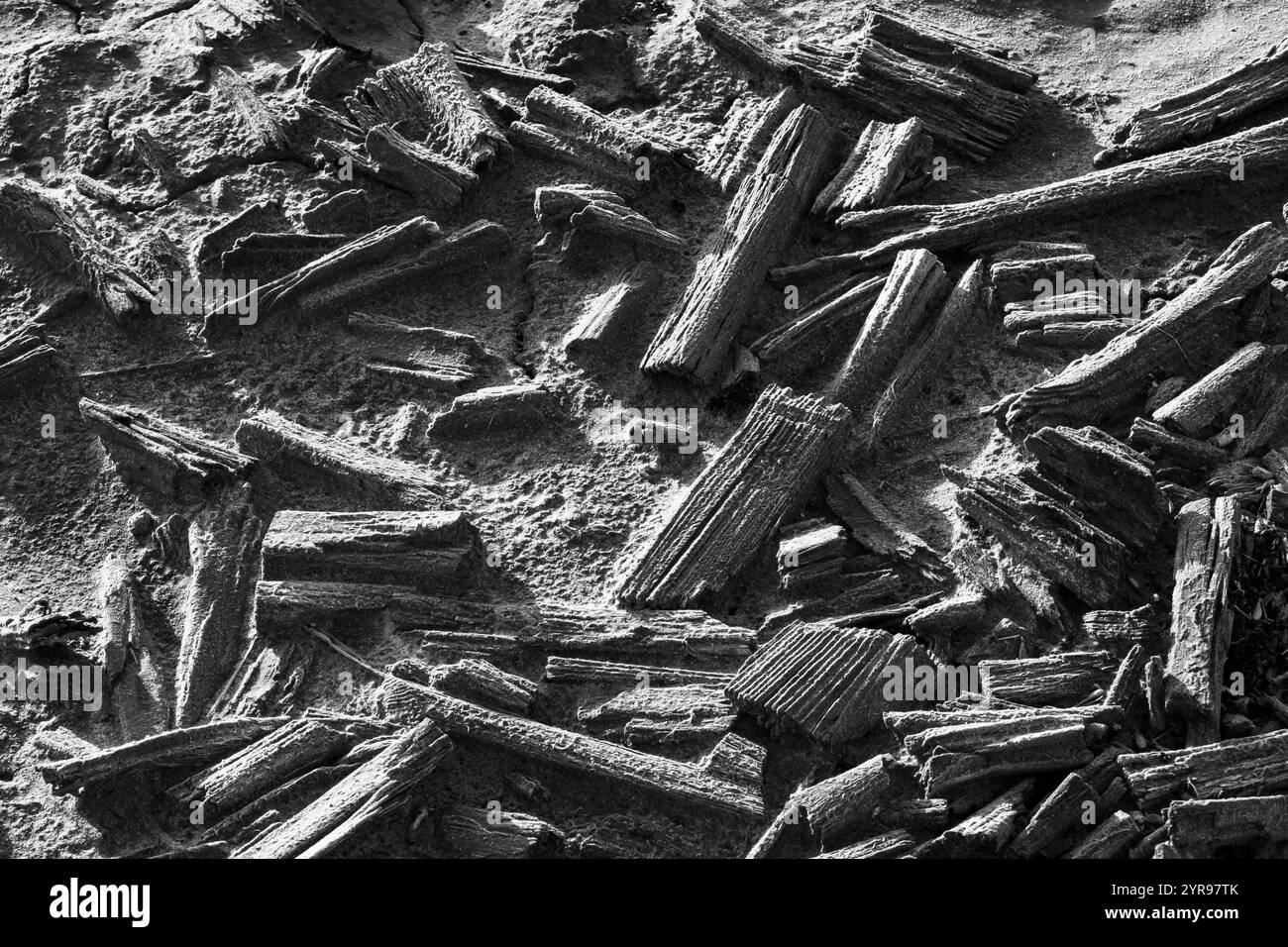 Black and white photograph showing weathered logs scattered across ...