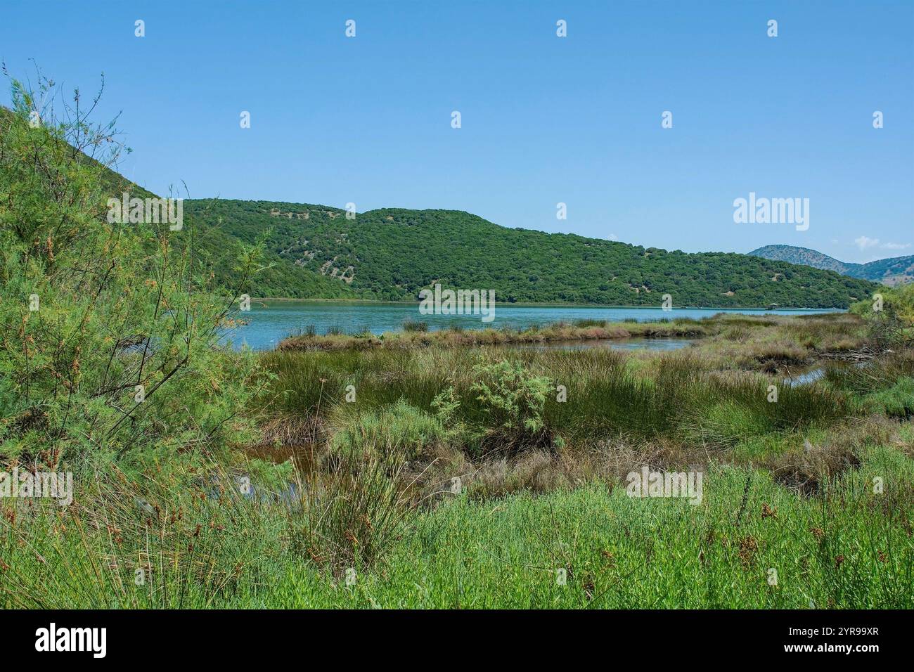 The lush green landscape near Lake Butrint in Southern Albania, part of ...