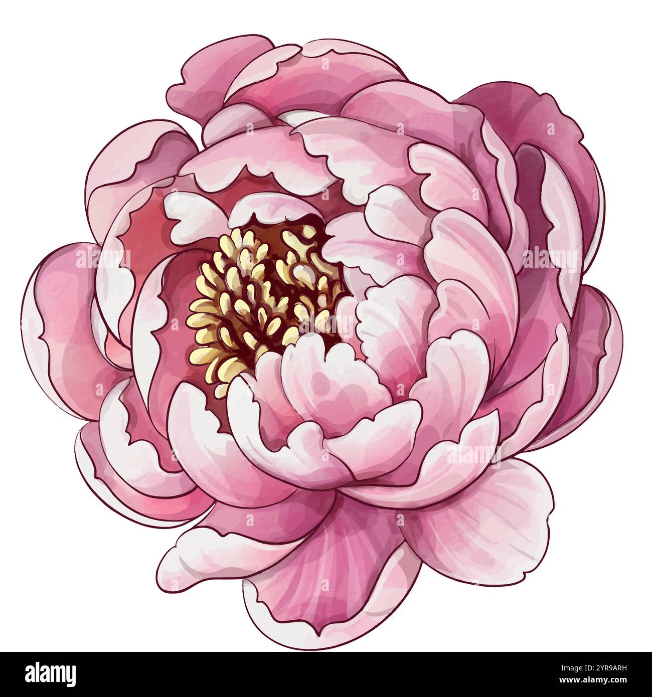 Pink Peony, rose flower. Vintage botanical watercolor illustration ...
