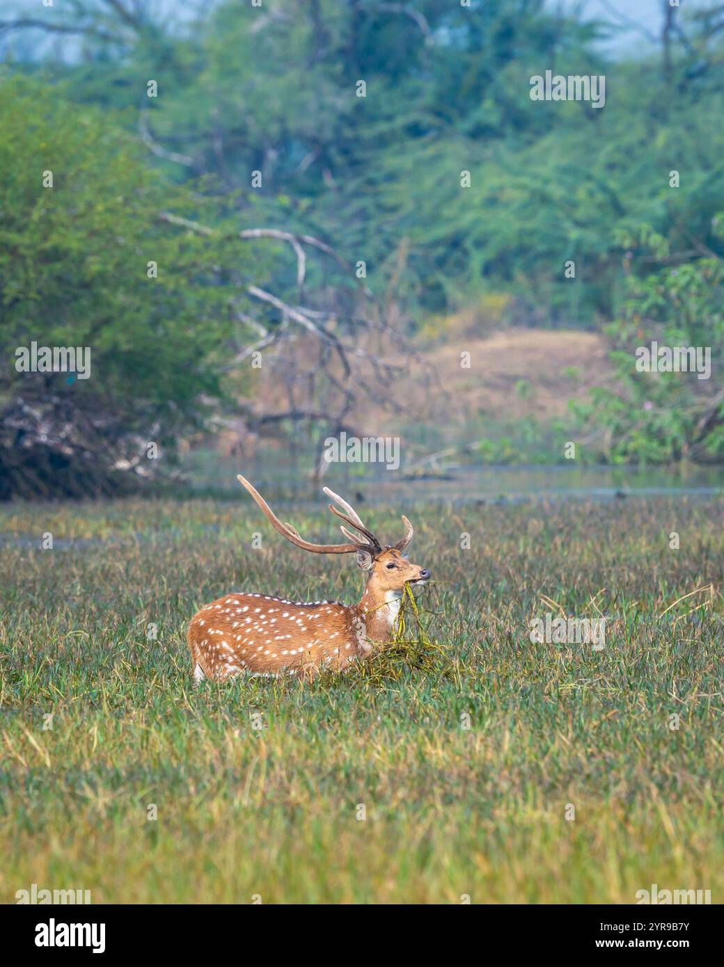 long and big antler wild male spotted deer or chital cheetal or axis ...