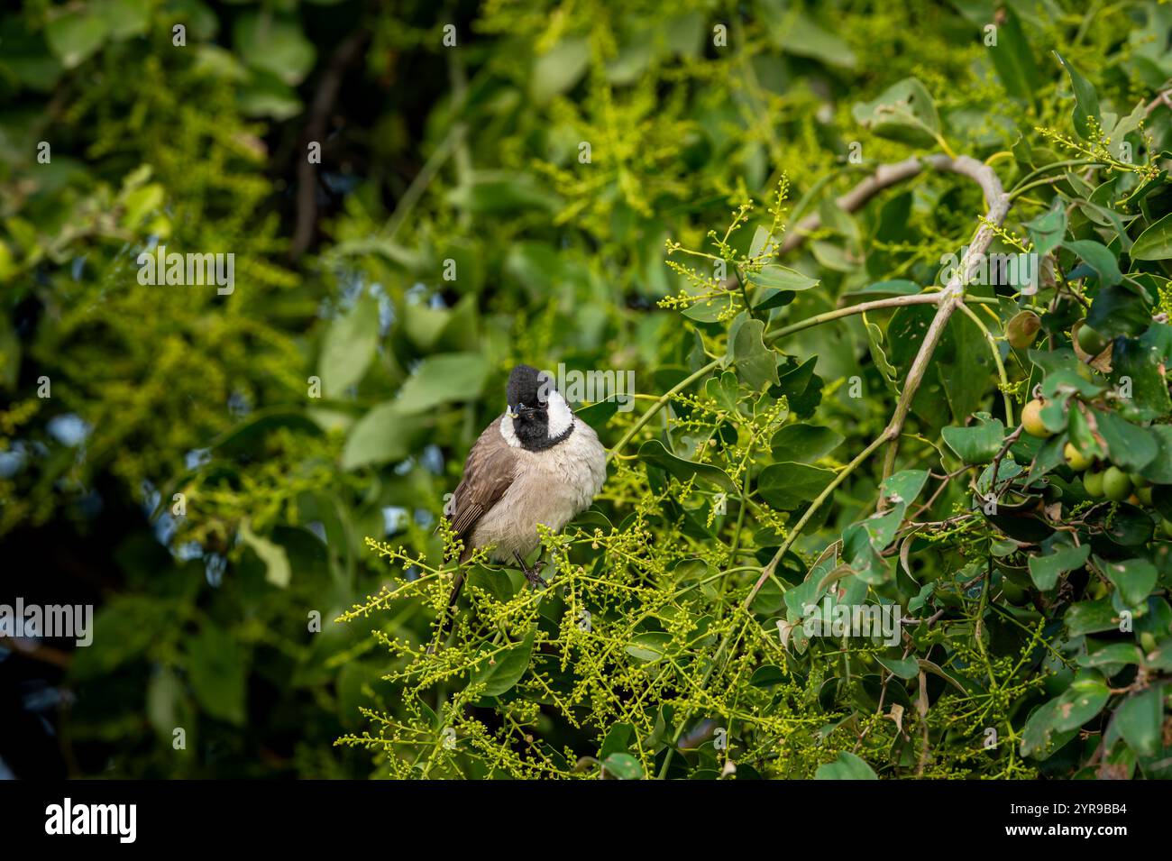 Himalayan bulbul or white cheeked bulbul or Pycnonotus leucogenys bird ...