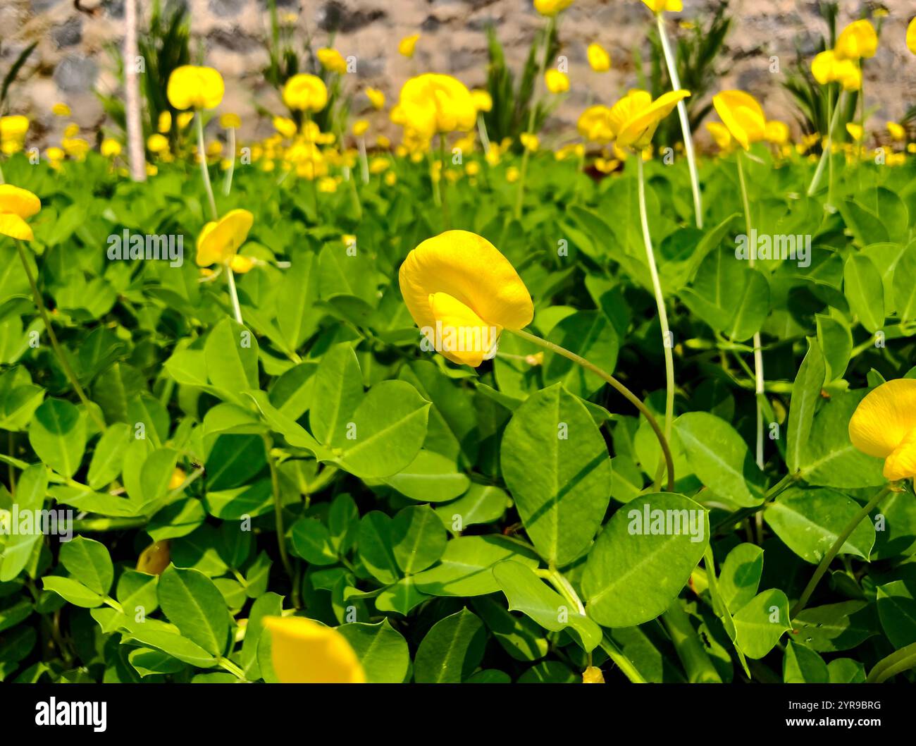 Beautiful, cute small flower and green leaves in the garden. background ...