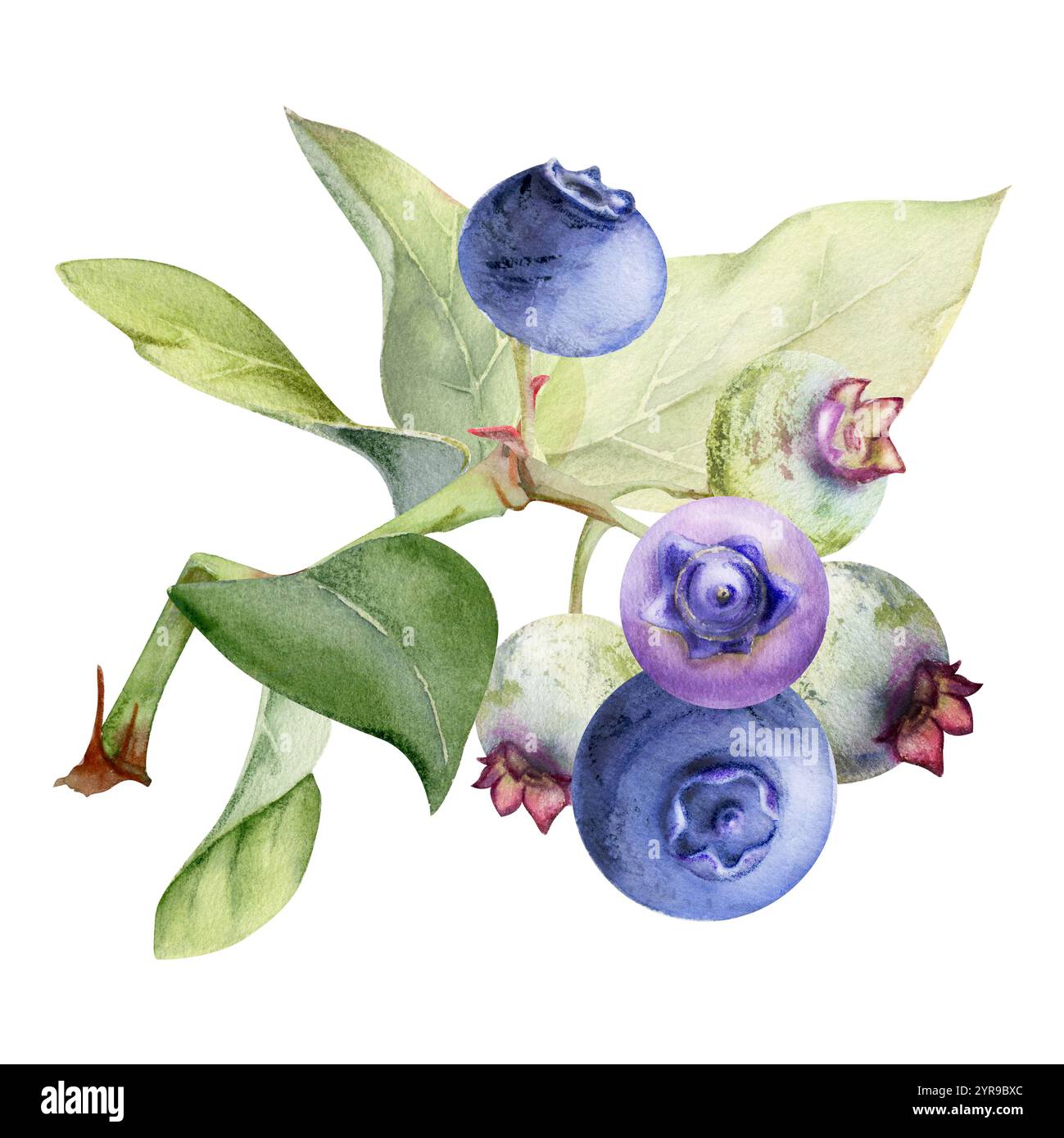 Botanical blackberry illustration hi-res stock photography and images ...