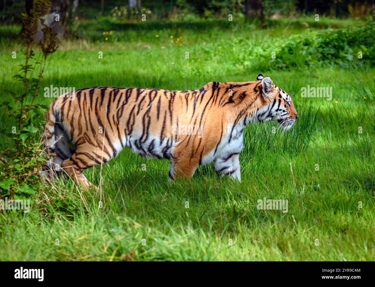 longleat safari park Stock Photo - Alamy