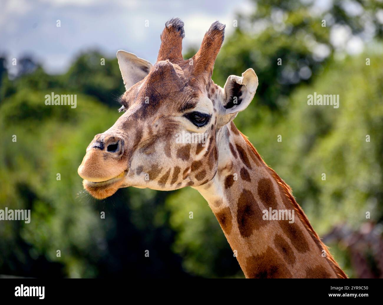 giraffe at longleat safari park photo by Rob Hadley Stock Photo - Alamy