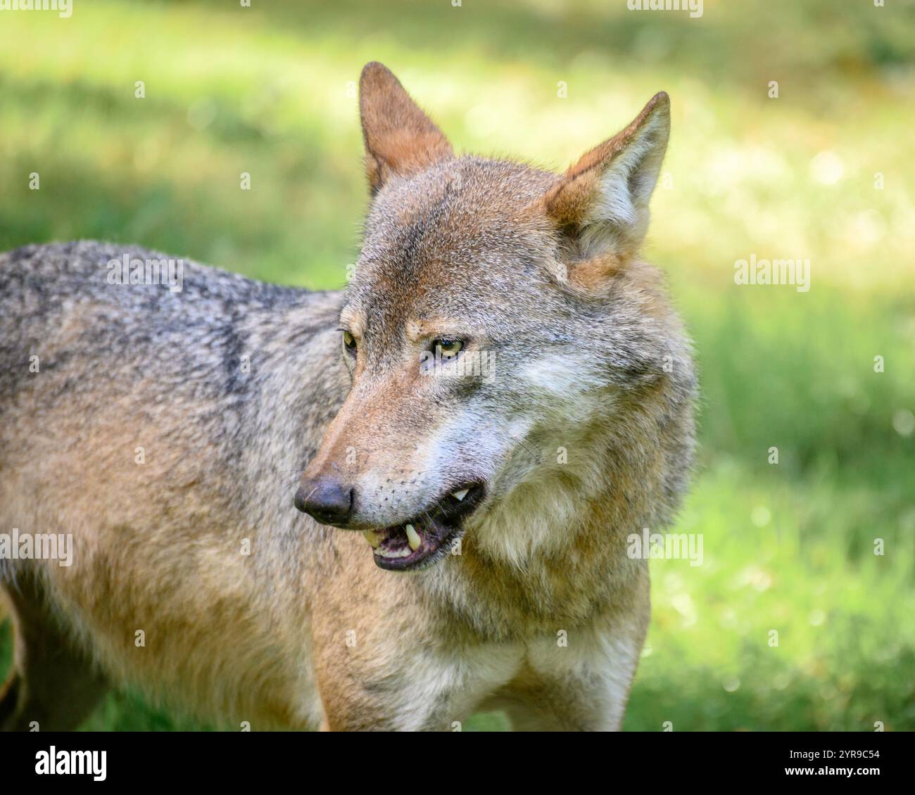 grey wolves at longleat safari park photo by Rob Hadley Stock Photo - Alamy