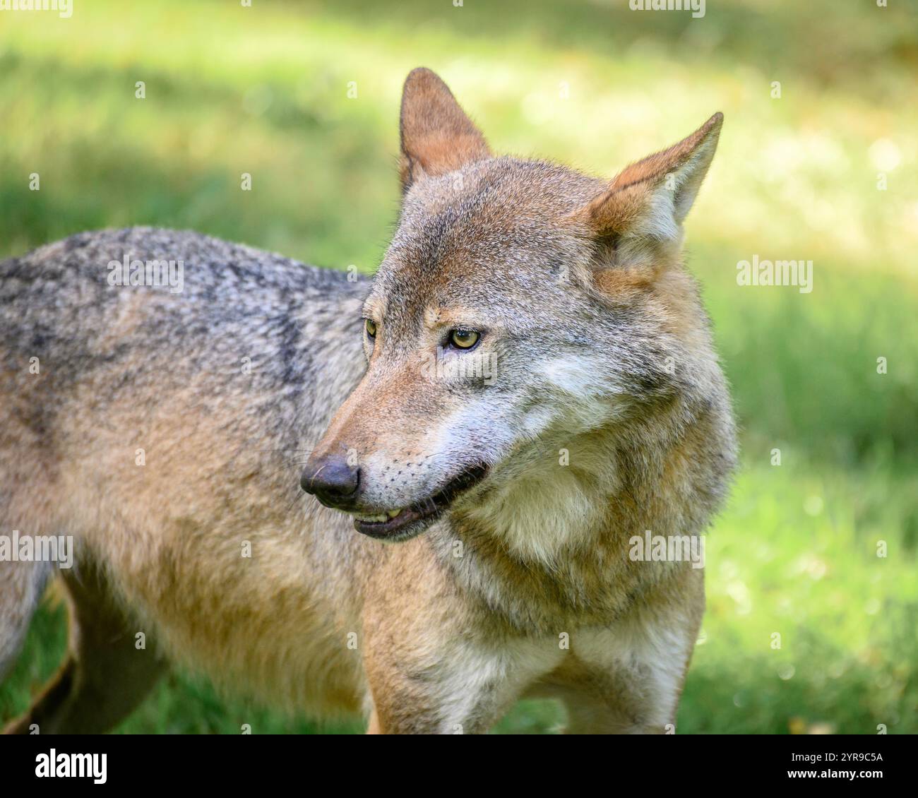 grey wolves at longleat safari park photo by Rob Hadley Stock Photo - Alamy