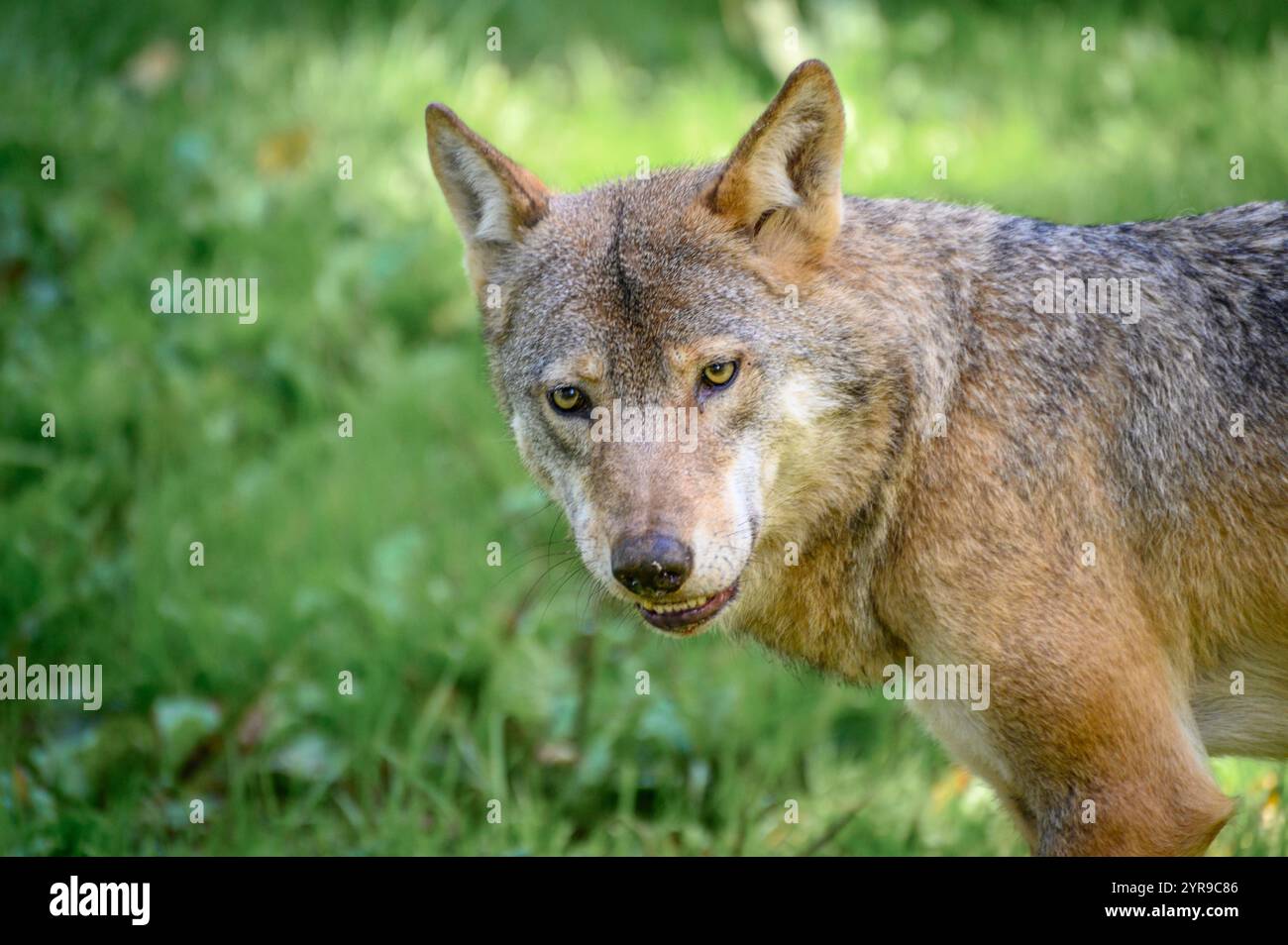 grey wolves at longleat safari park photo by Rob Hadley Stock Photo - Alamy