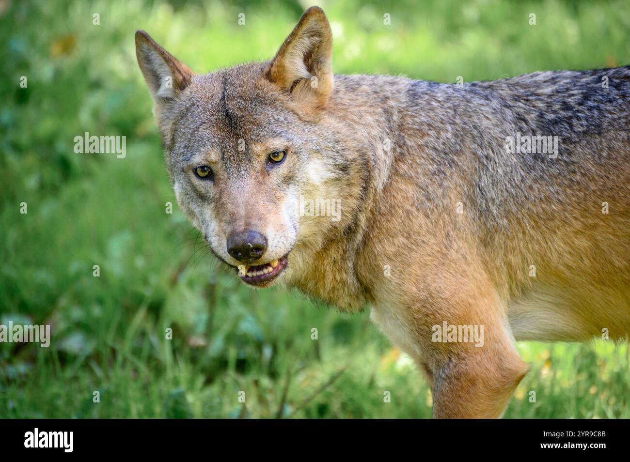 grey wolves at longleat safari park photo by Rob Hadley Stock Photo - Alamy
