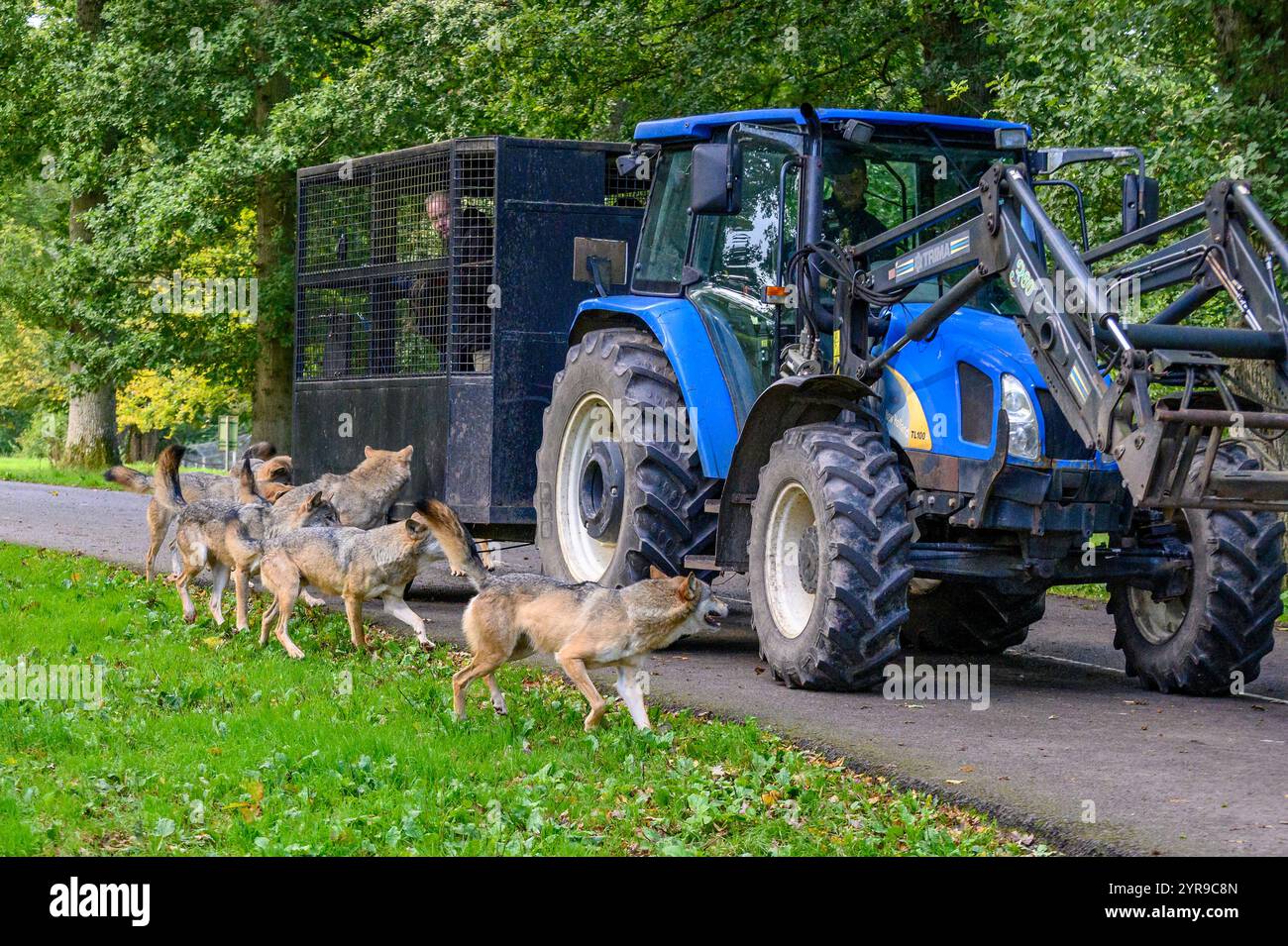 grey wolves at longleat safari park photo by Rob Hadley Stock Photo - Alamy