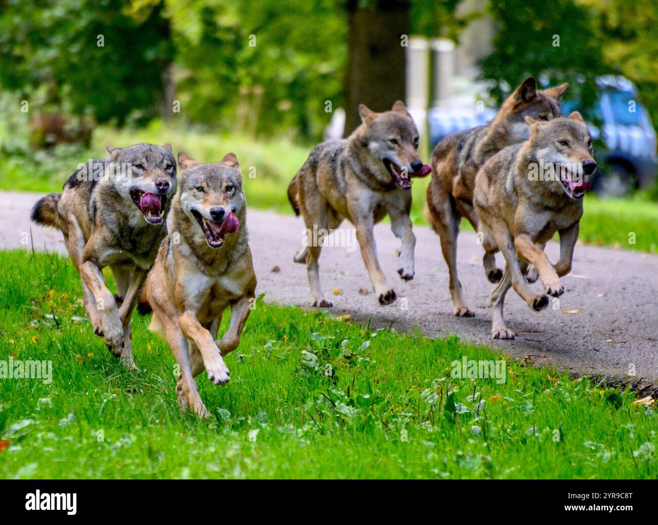 grey wolves at longleat safari park photo by Rob Hadley Stock Photo - Alamy