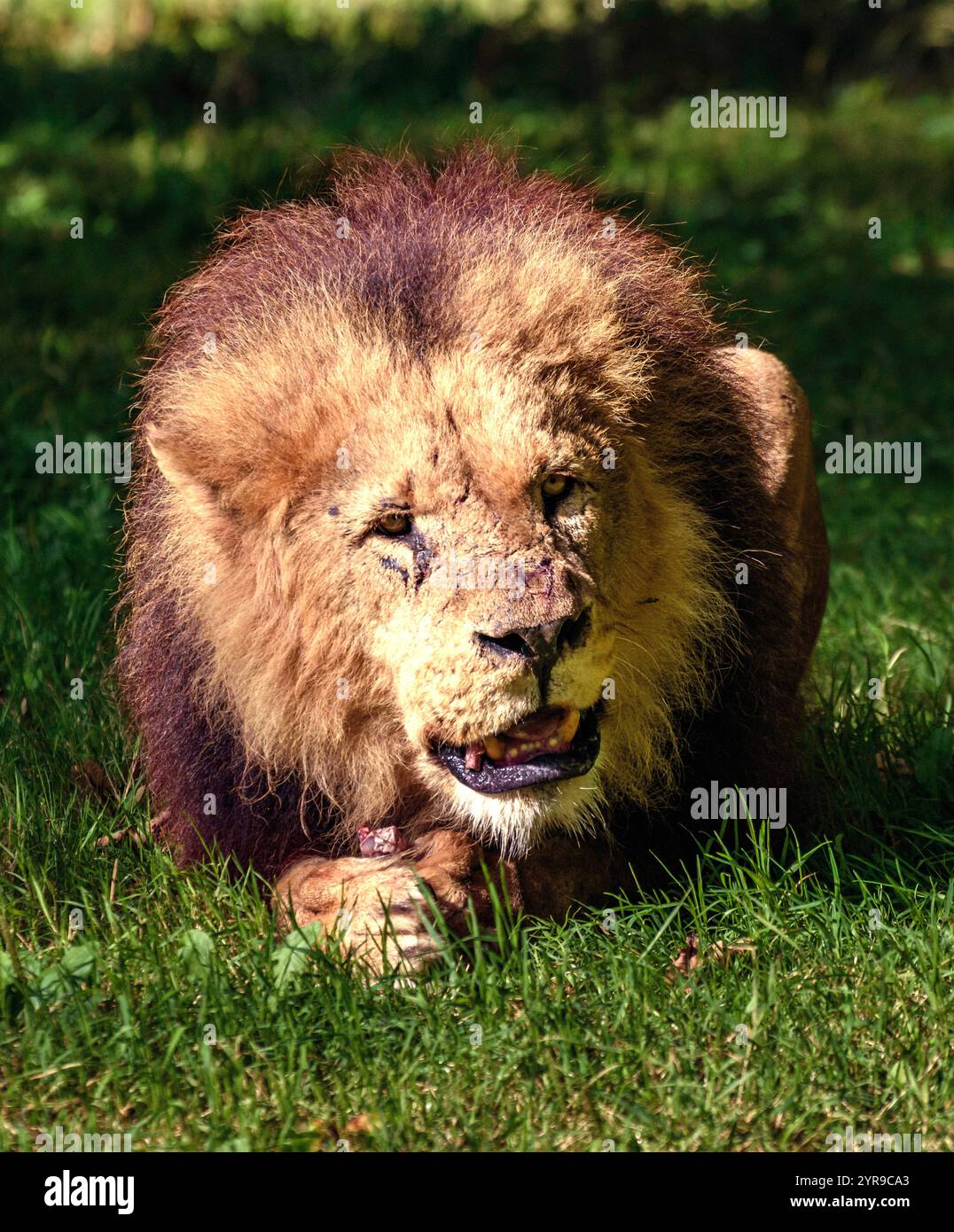 lion’s at longleat safari park photo by Rob Hadley Stock Photo - Alamy