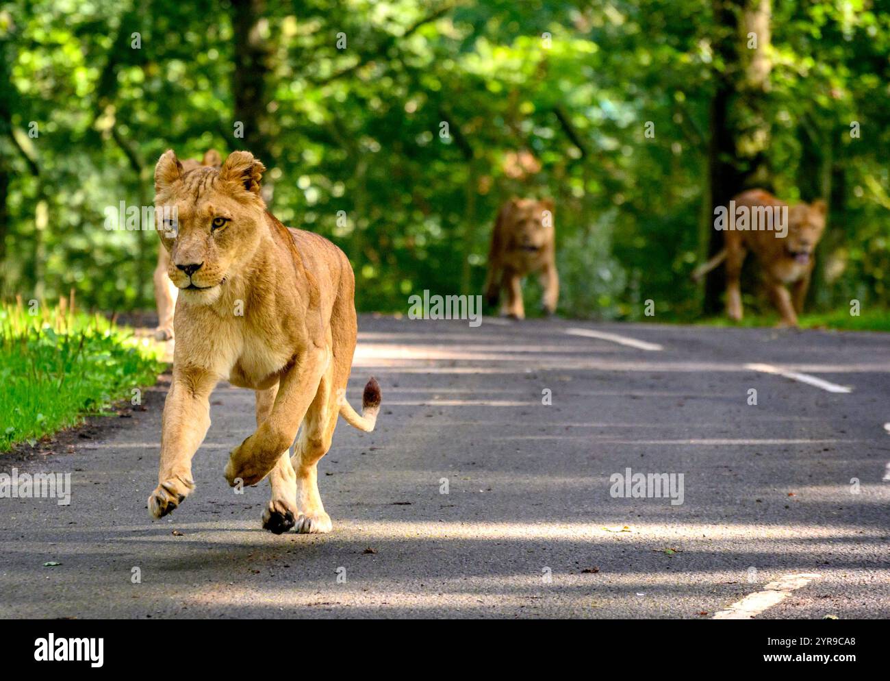 lion’s at longleat safari park photo by Rob Hadley Stock Photo - Alamy