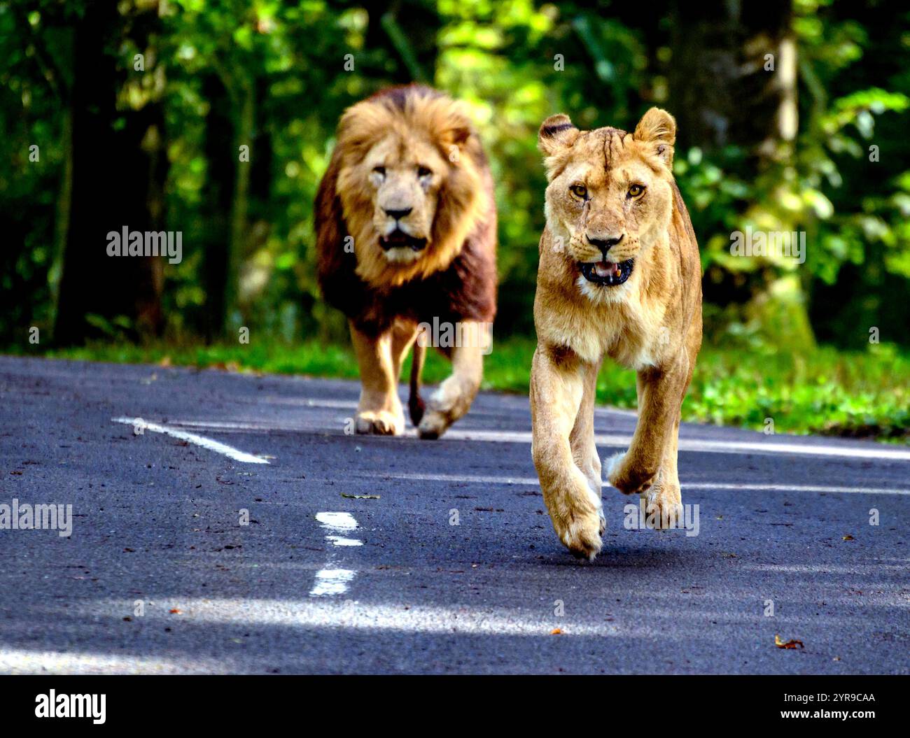 lion’s at longleat safari park photo by Rob Hadley Stock Photo - Alamy