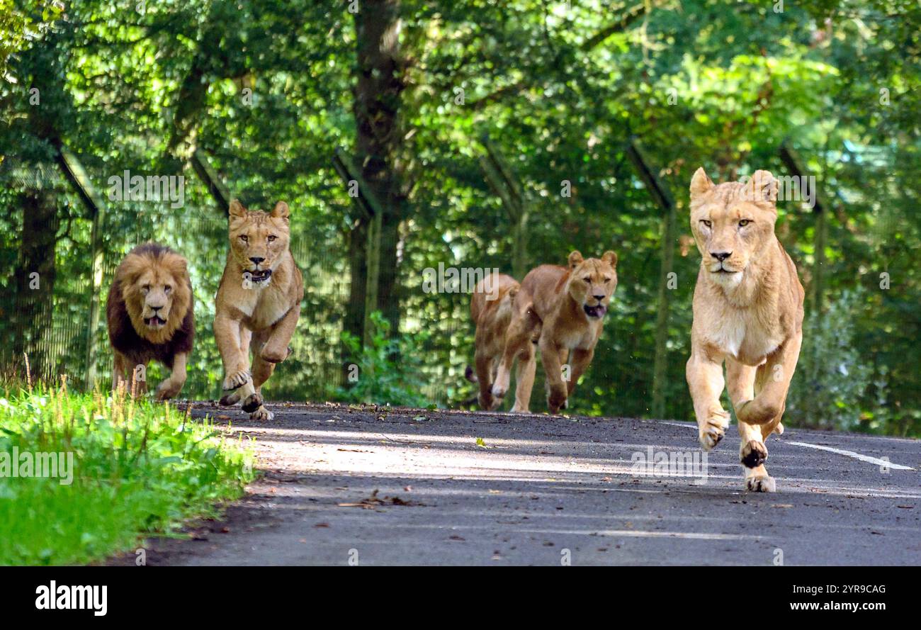 longleat safari park Stock Photo - Alamy