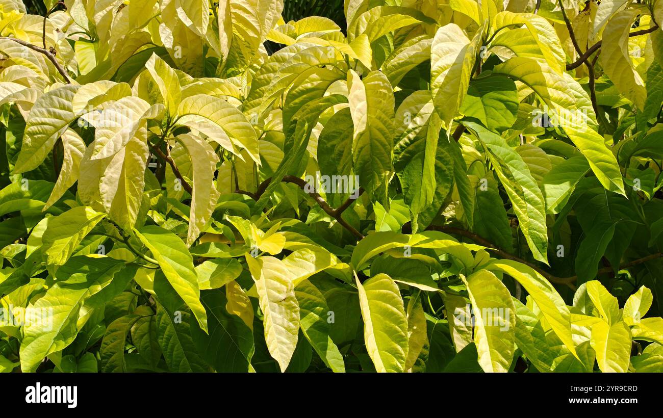 Pisonia grandis, the grand devil's-claws in a garden, it is a species ...