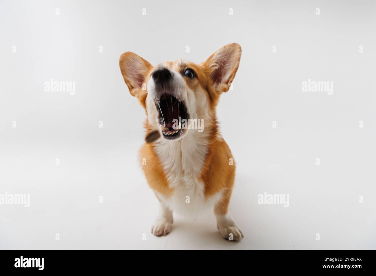 Corgi eagerly catching a treat in mid-air, showing pure excitement and ...