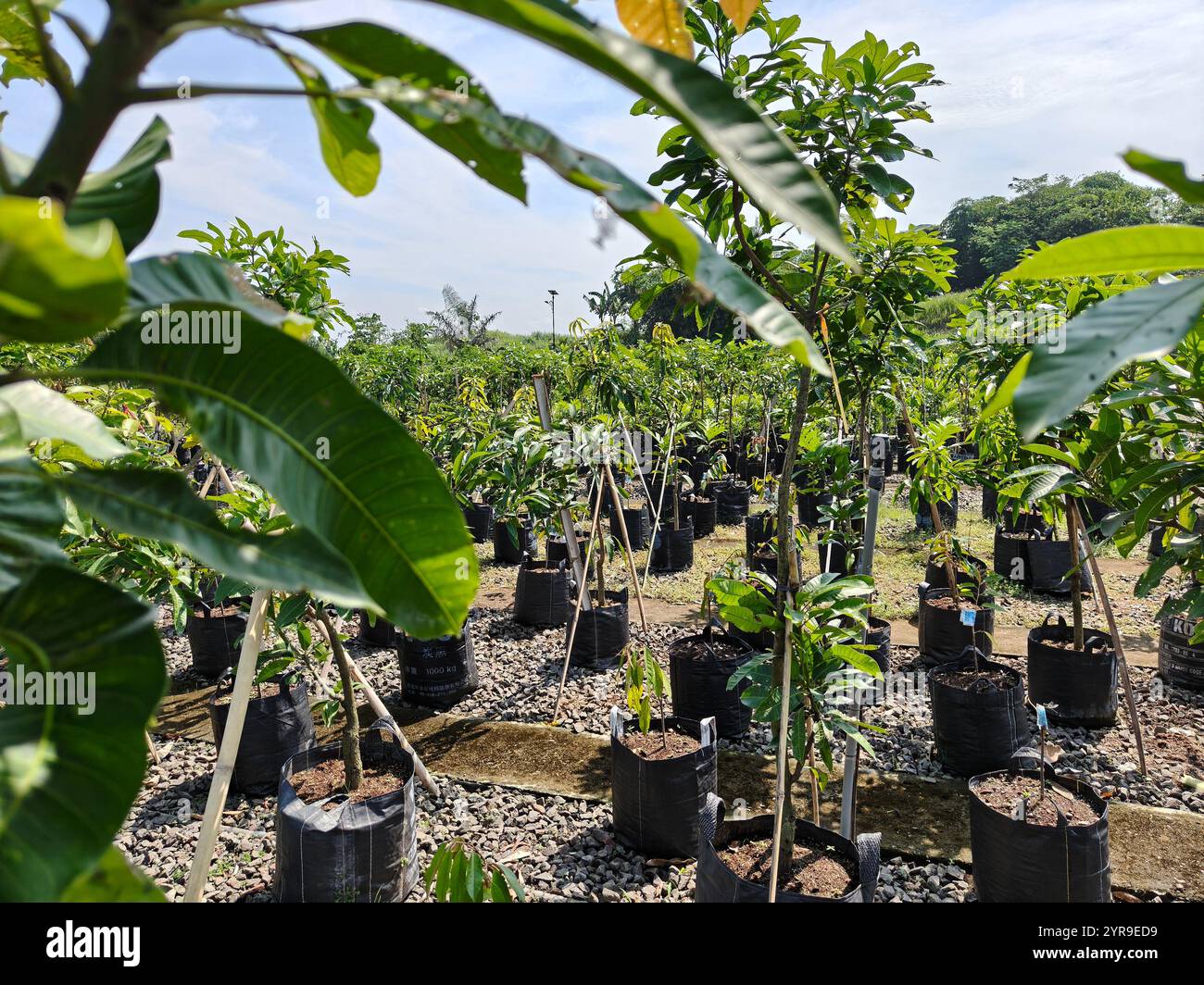 Mango tree seedlings planted in polybags and sold, fruit tree nursery ...