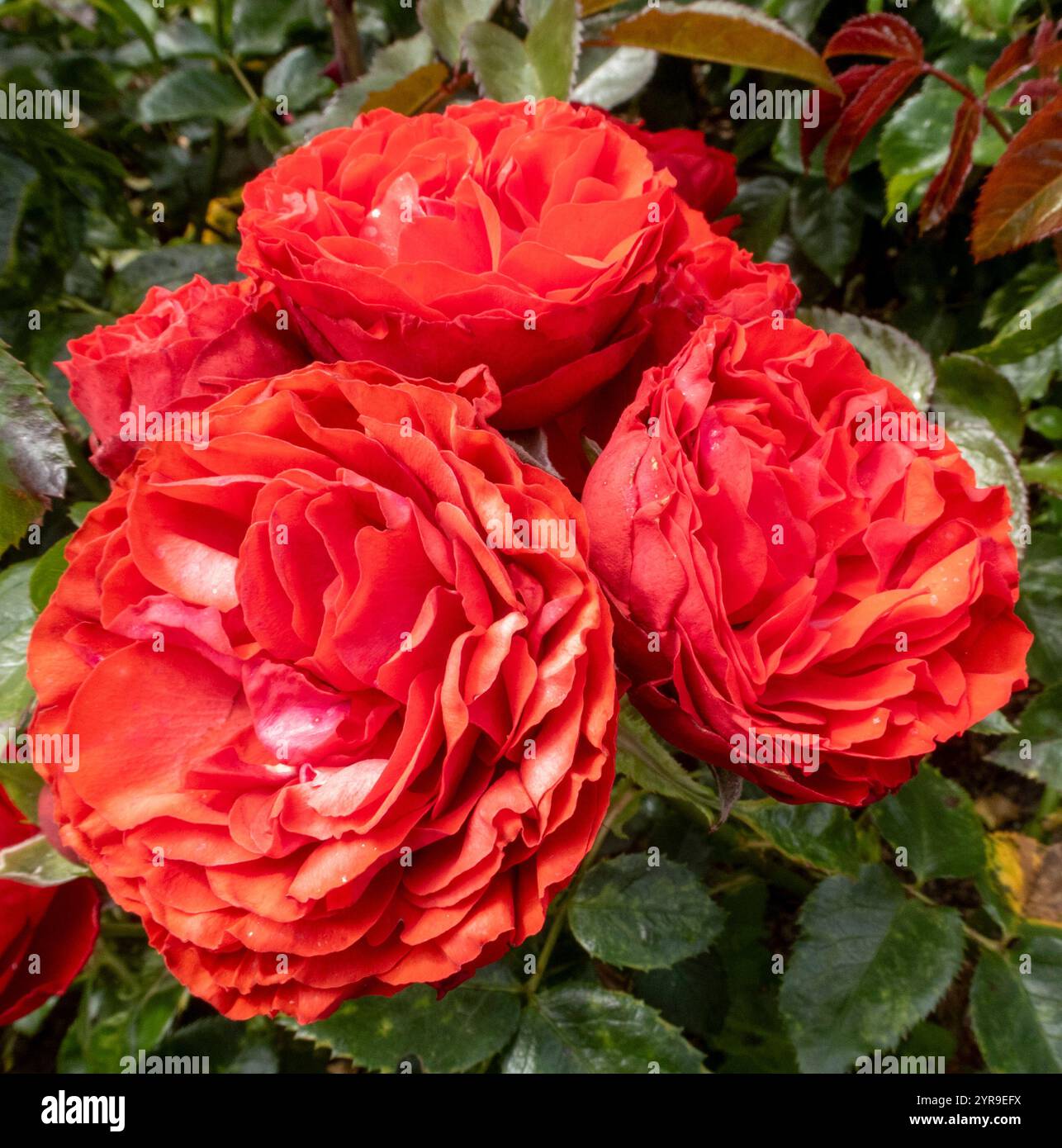 Bright red rose Disco Queen Stock Photo - Alamy
