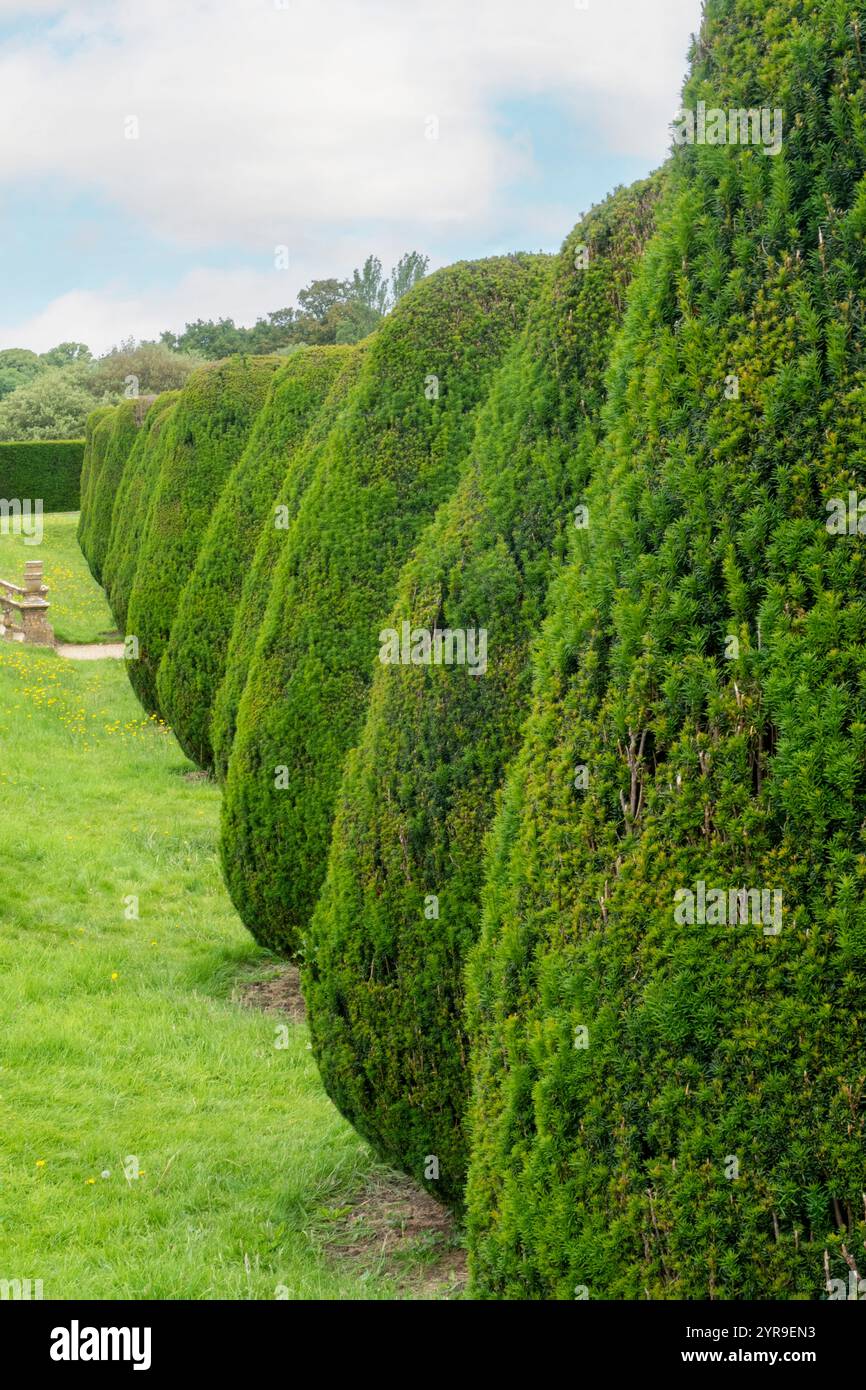 Yew topiary hi-res stock photography and images - Alamy