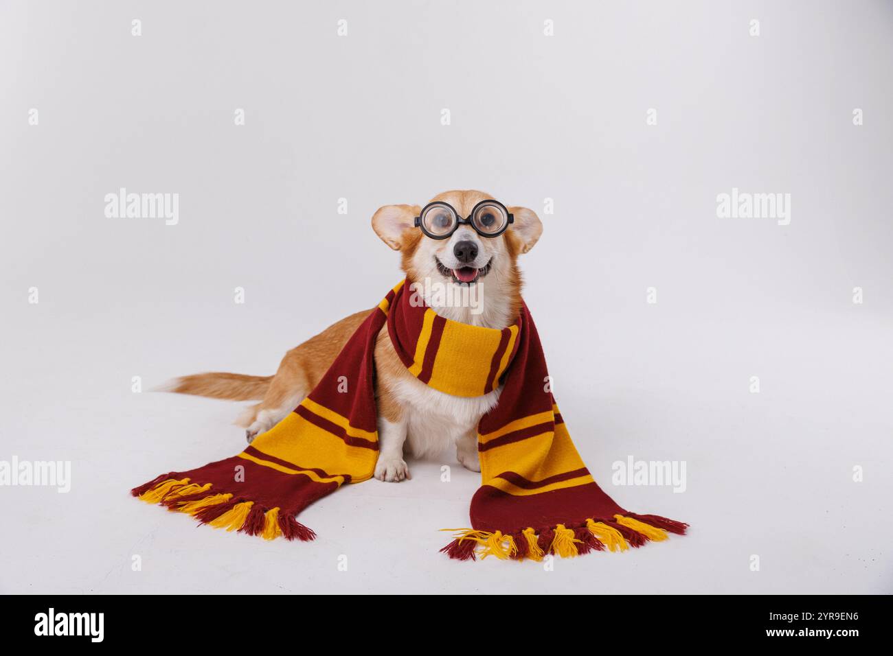 Charming corgi dog in Gryffindor scarf and glasses channels magical ...
