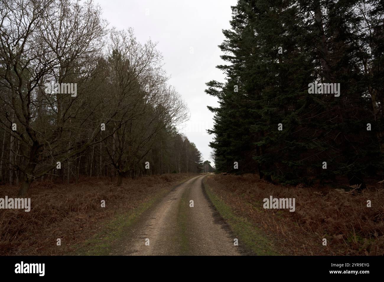 Rendelsham forest Suffolk England Stock Photo - Alamy