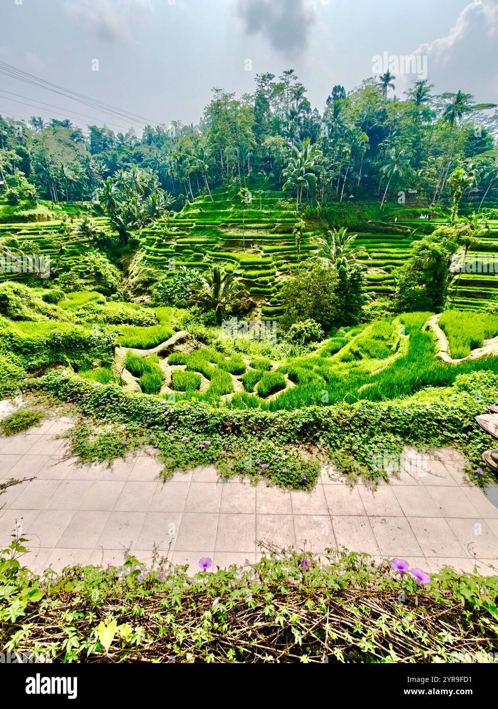 Tegallalang Rice Terrace in Bali, Indonesia Stock Photo - Alamy