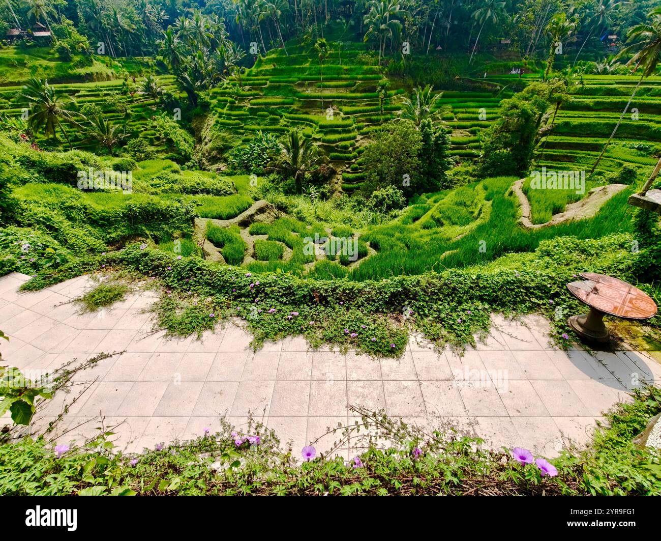 Aerial view tegallalang bali hi-res stock photography and images - Alamy
