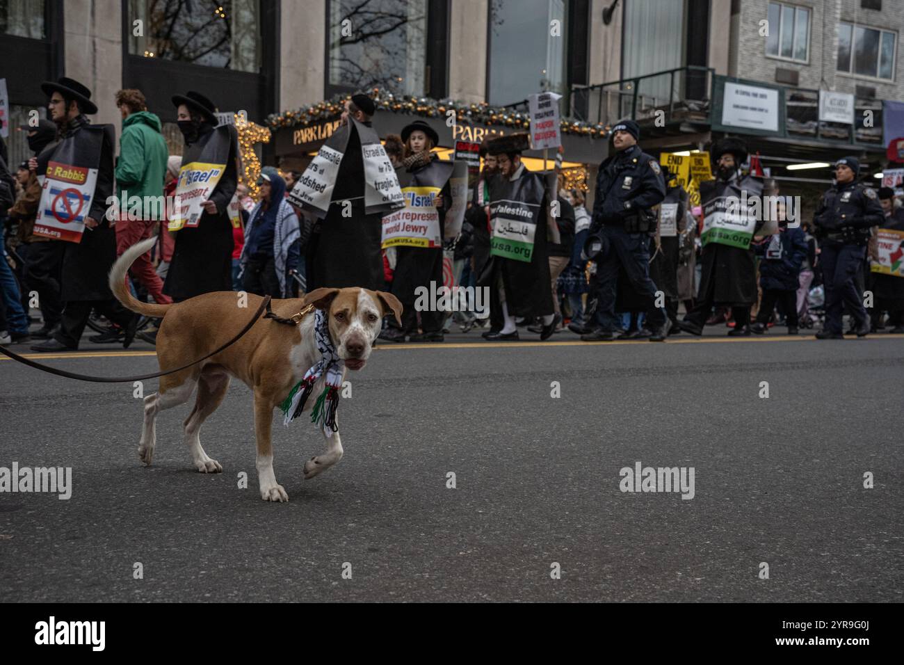 A brown dog wearing a keffiyeh looks at the camera. Hundreds of Pro ...