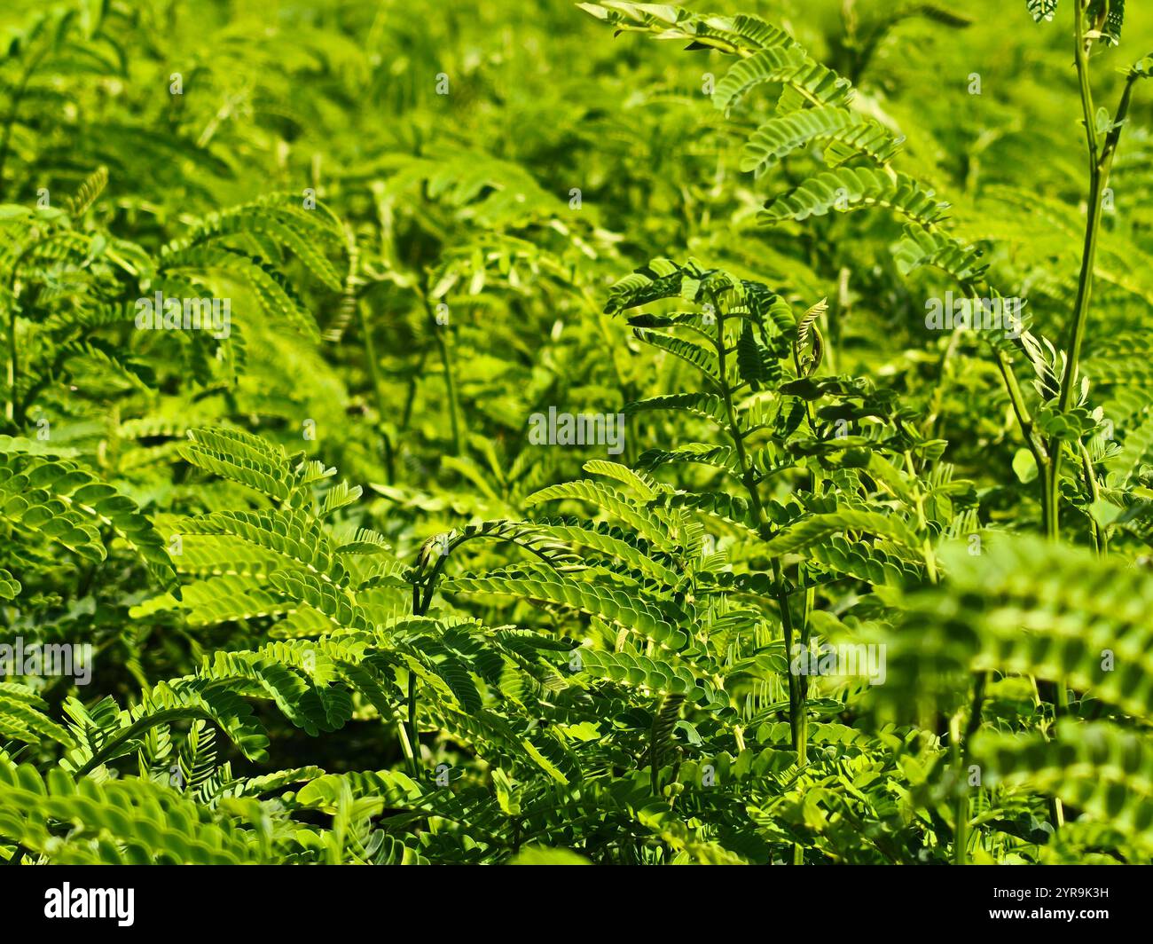 Sengon seeds are a type of tree plant that has a short harvest period ...