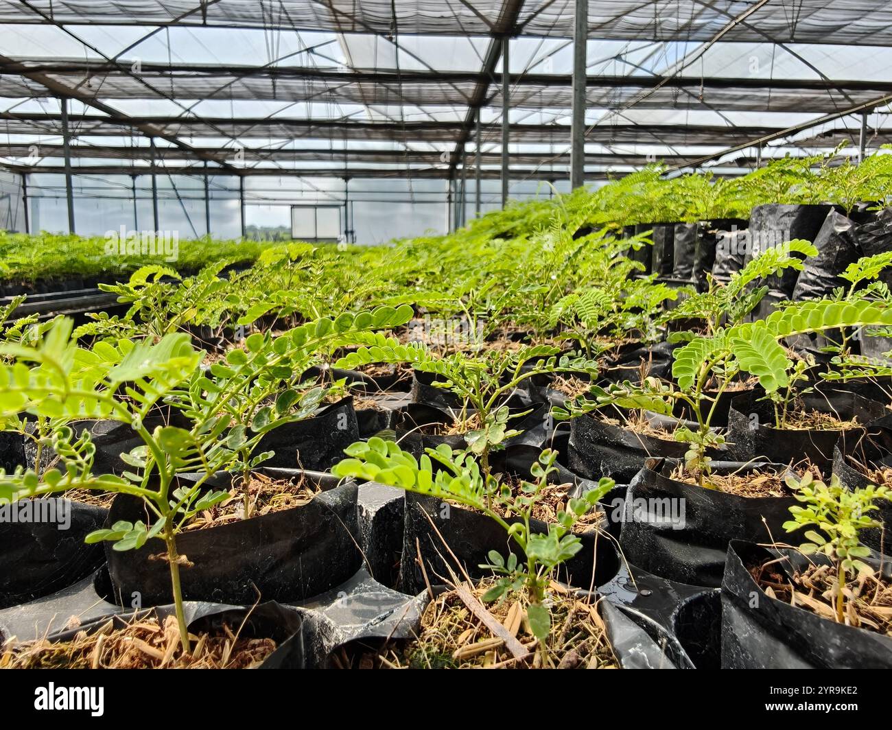 Sengon tree hi-res stock photography and images - Alamy