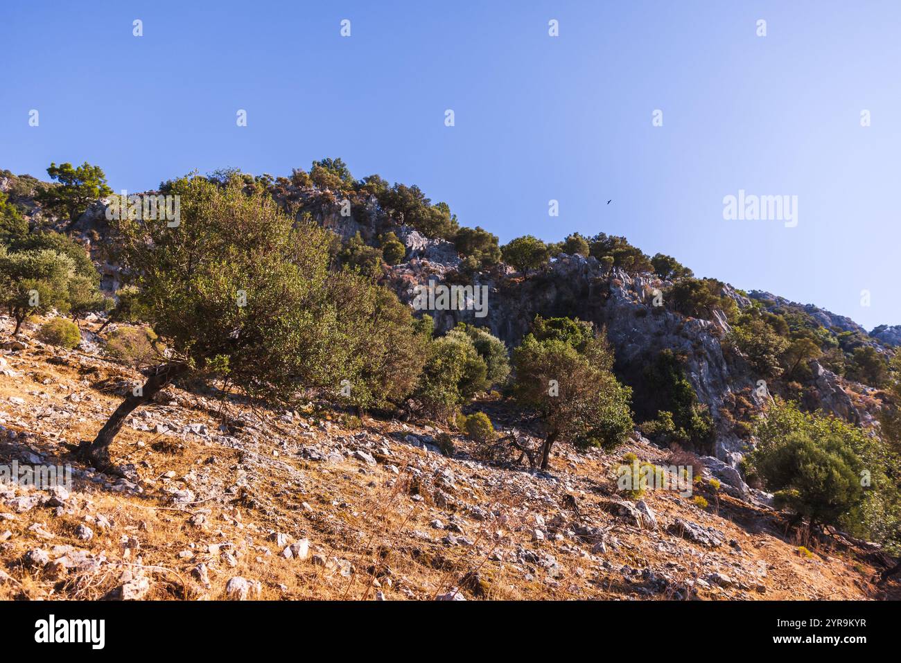 Coastal rocks with olive trees on a sunny summer day. Mediterranean ...
