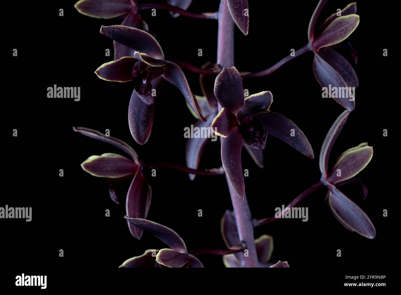 Cymbidium Little Black Sambo "Black Magic", a hybrid of Australian ...