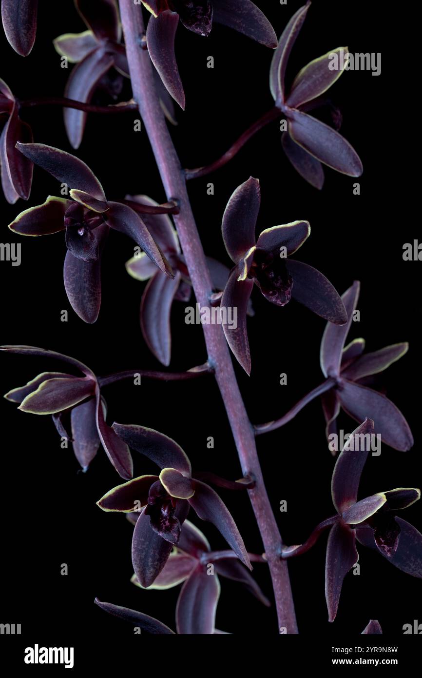 Cymbidium Little Black Sambo "Black Magic", a hybrid of Australian ...