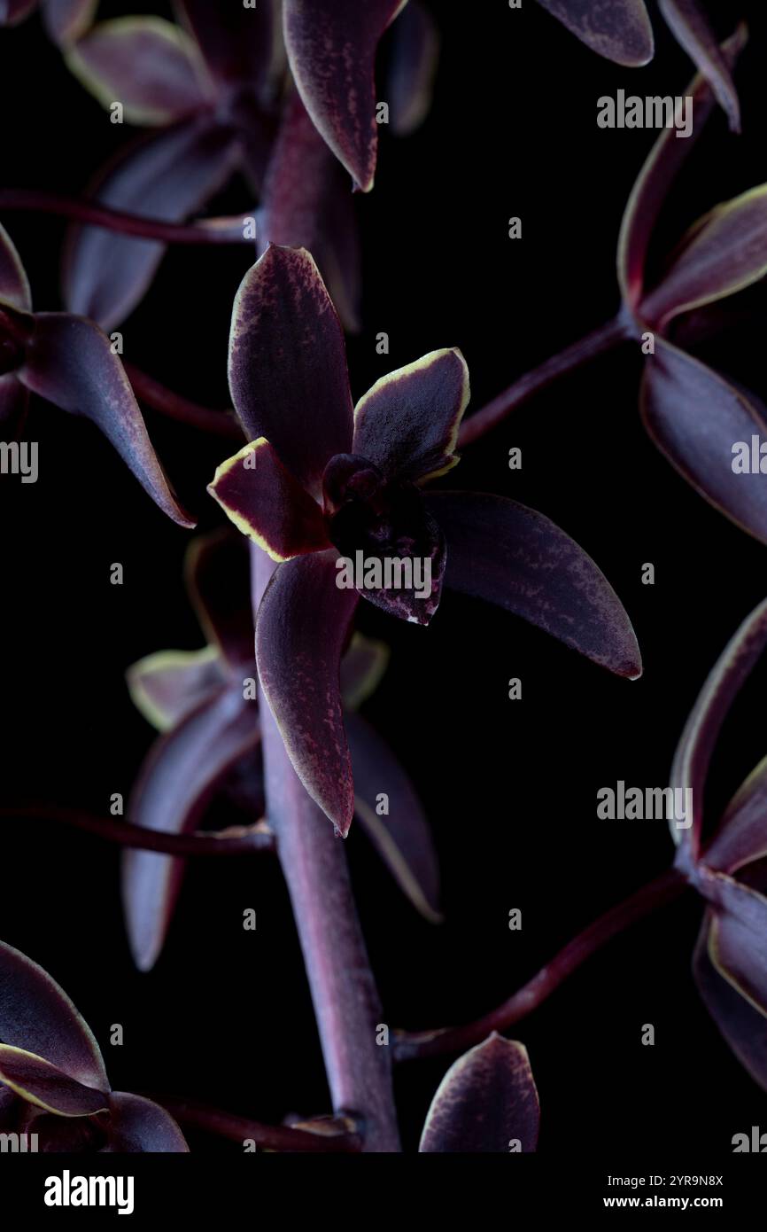 Cymbidium Little Black Sambo "Black Magic", a hybrid of Australian ...
