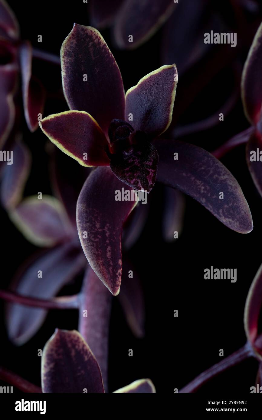Cymbidium Little Black Sambo "Black Magic", a hybrid of Australian ...