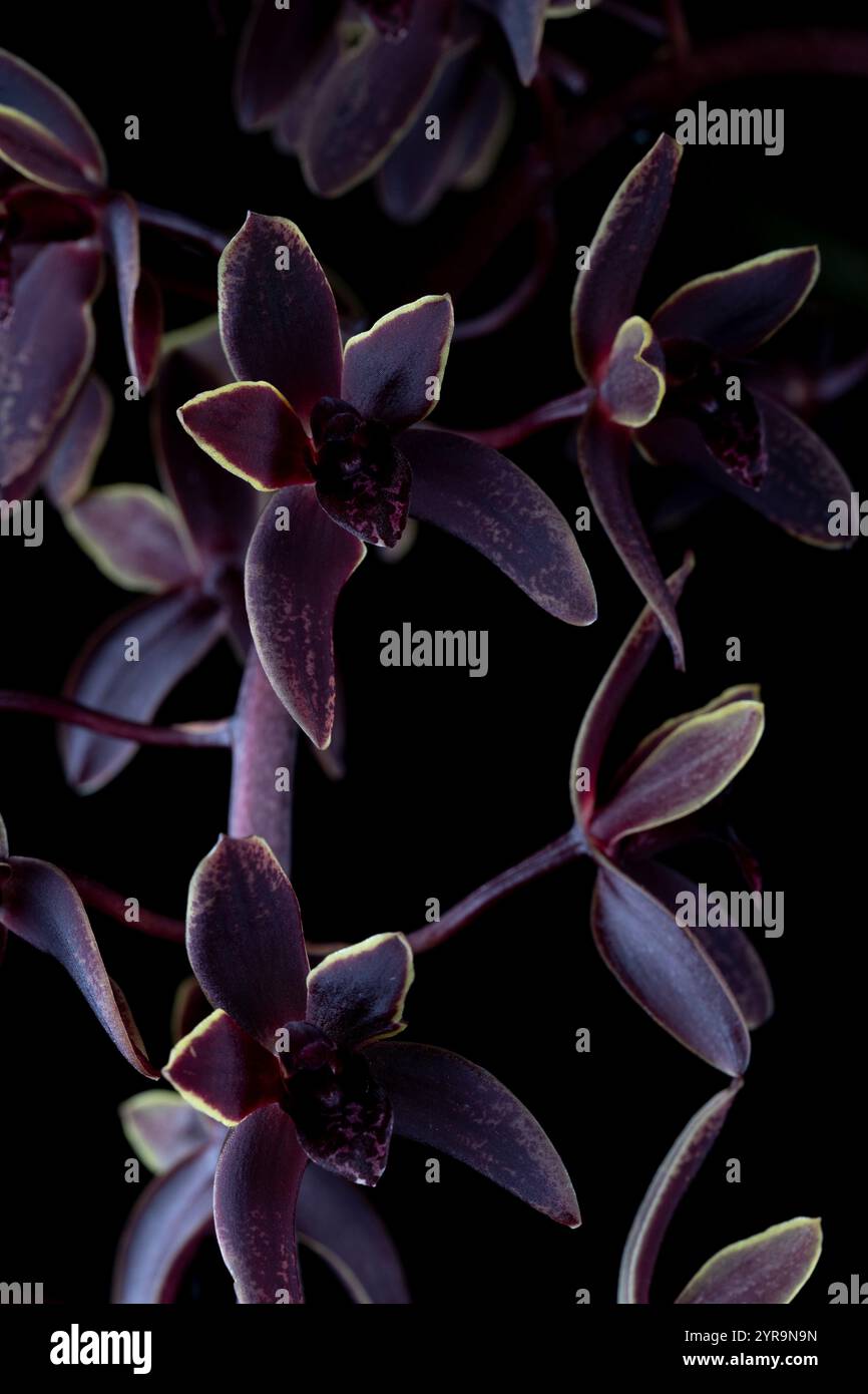 Cymbidium Little Black Sambo "Black Magic", a hybrid of Australian ...